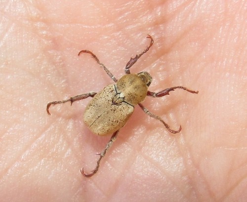Hoplia ochracea · iNaturalist