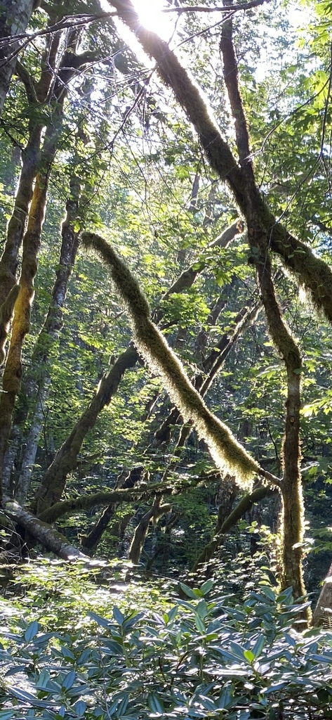 Cat's Tail Moss from E Maple St, Welches, OR, US on July 29, 2022 at 04 ...