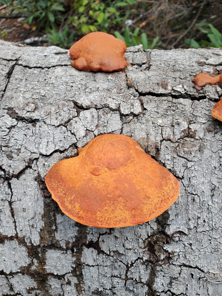 Northern Cinnabar Polypore from Obed Wild and Scenic River, Morgan ...