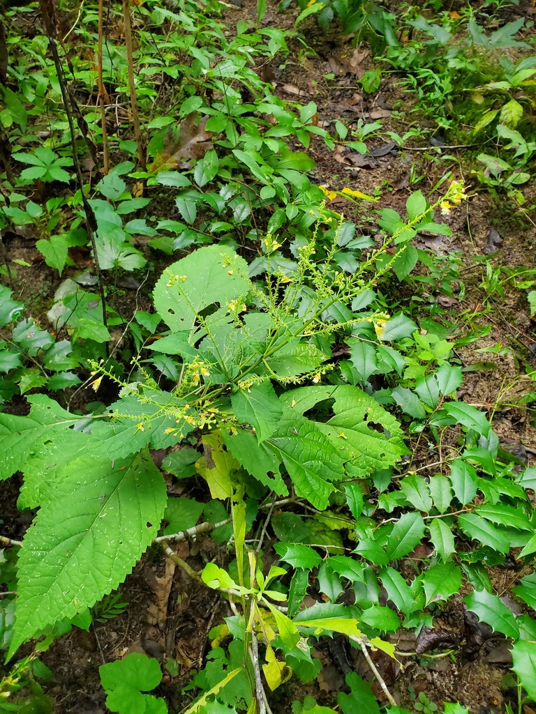citronella horse balm from Obed Wild and Scenic River, Morgan ...