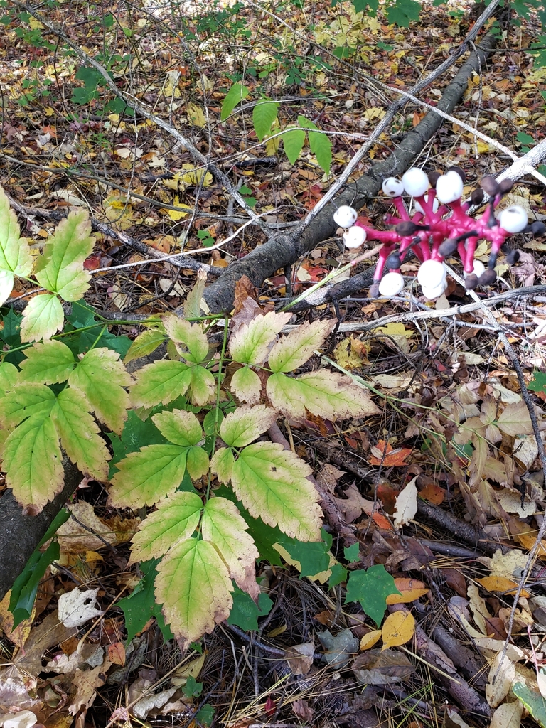 white baneberry from Anchor Diamond Park at Hawkwood on October 15 ...