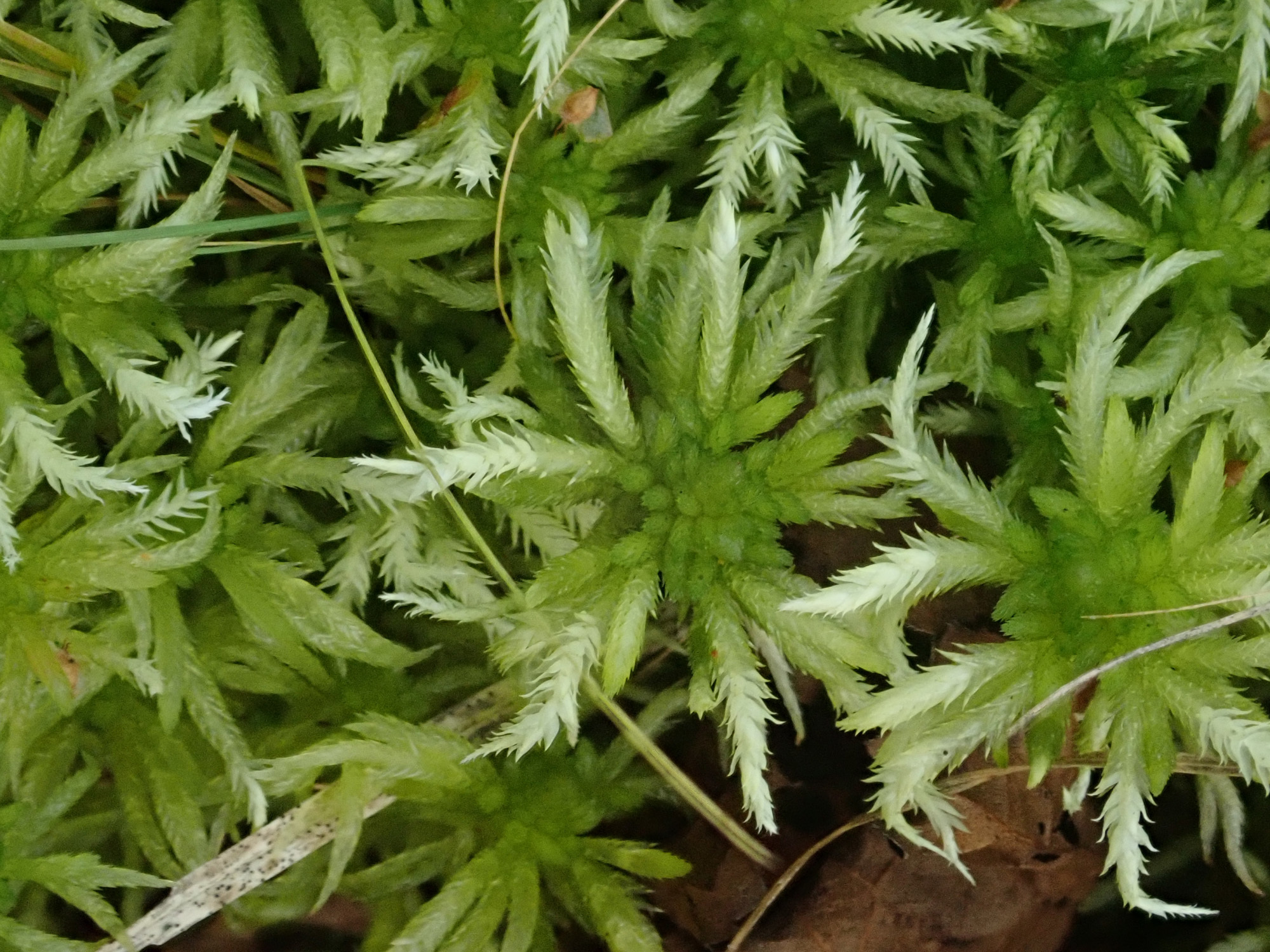 Sphagnum riparium Ångström, 1864