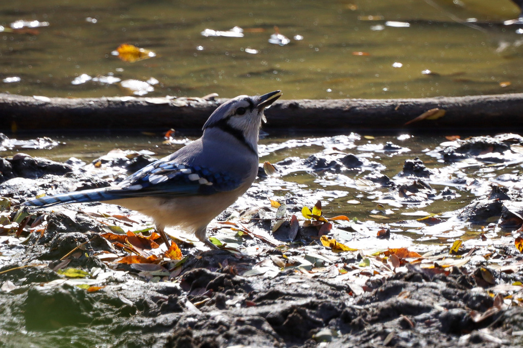 Blue Jay from Pioneers Park Nature Center, Lincoln, NE, US on October ...