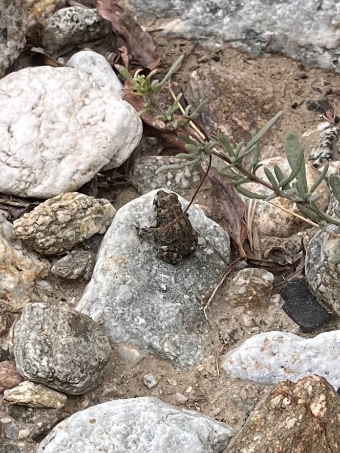 Red-spotted Toad from Santa Rosa and San Jacinto Mountains National ...