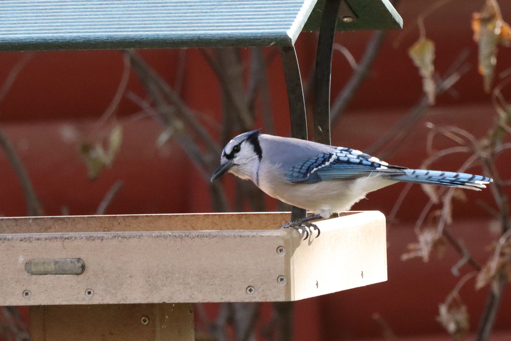 Blue Jay from Pioneers Park Nature Center, Lincoln, NE, US on October ...