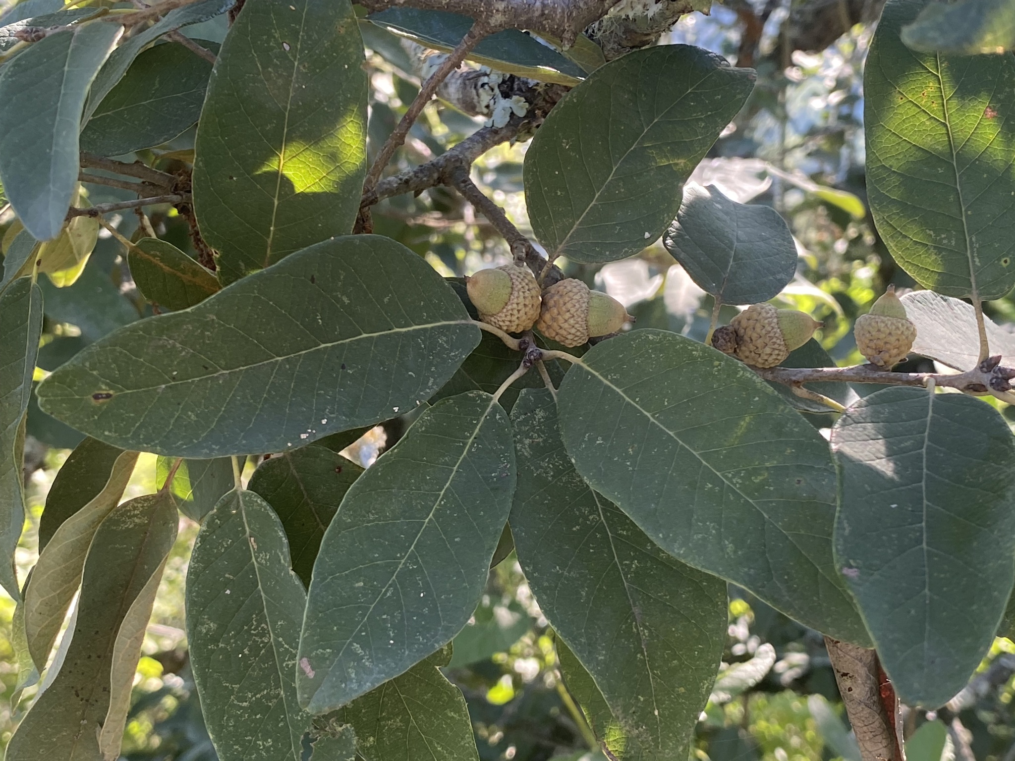 Quercus polymorpha Schltdl. & Cham.