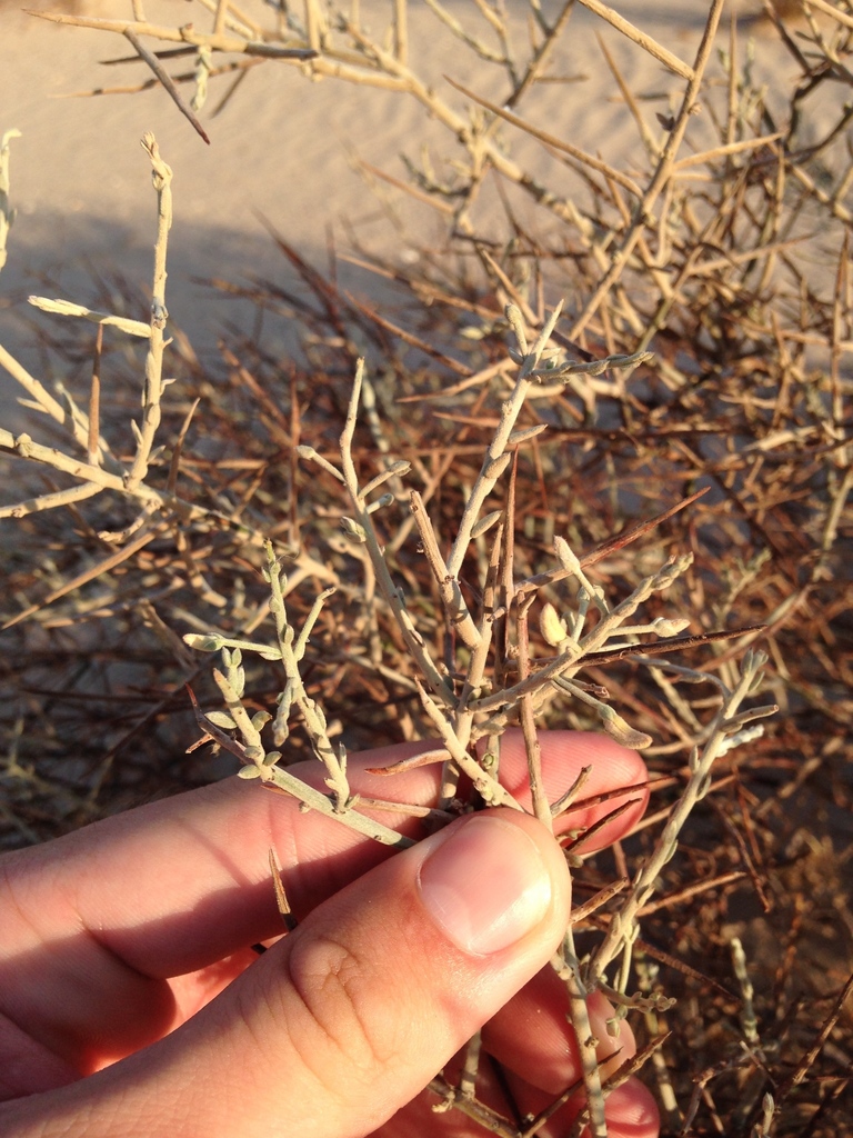 White Rhatany from Imperial County, CA, USA on August 24, 2018 at 07:10 ...