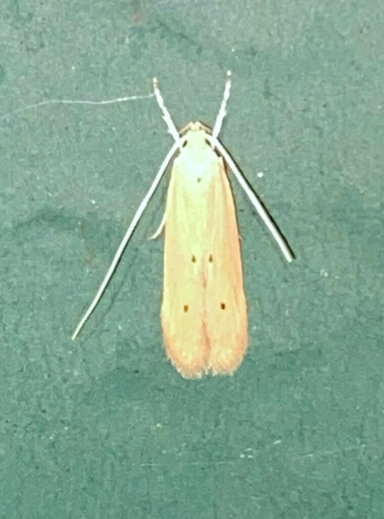 Palm Leaf Skeletonizer Moth from Chilatchee Creek Campground, Wilcox ...