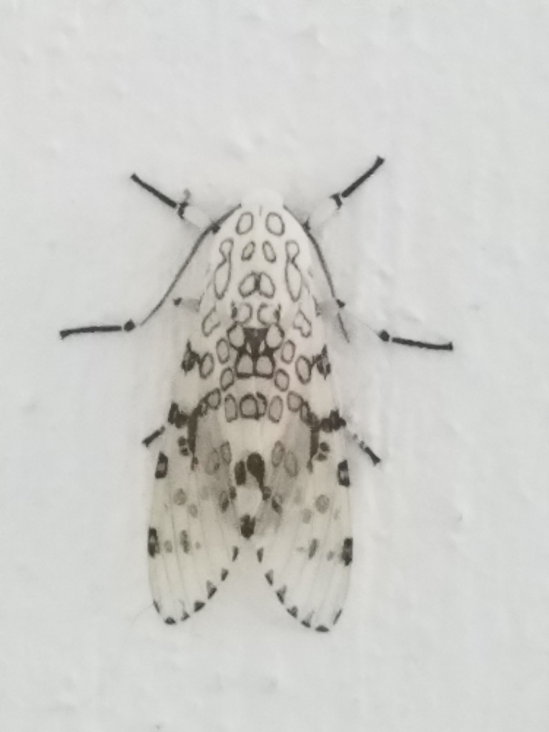 Hypercompe from Centro on October 15, 2022 at 03:13 PM by Lucy Cash ...