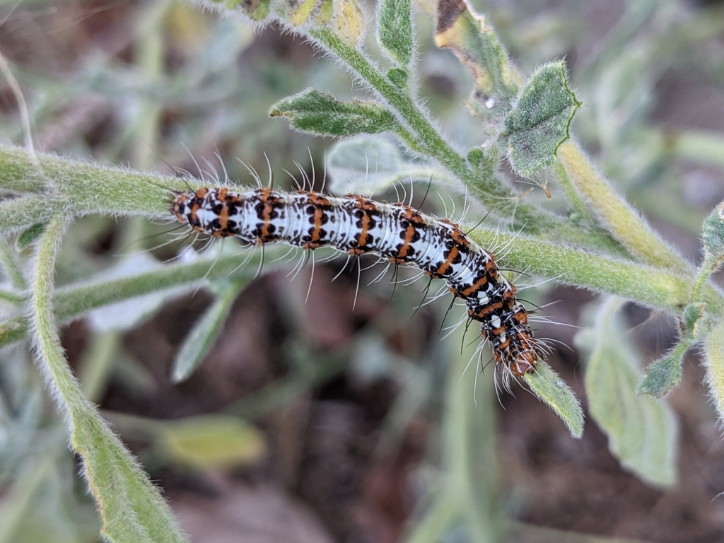 Crimson-speckled Flunkey in October 2022 by aggranada · iNaturalist