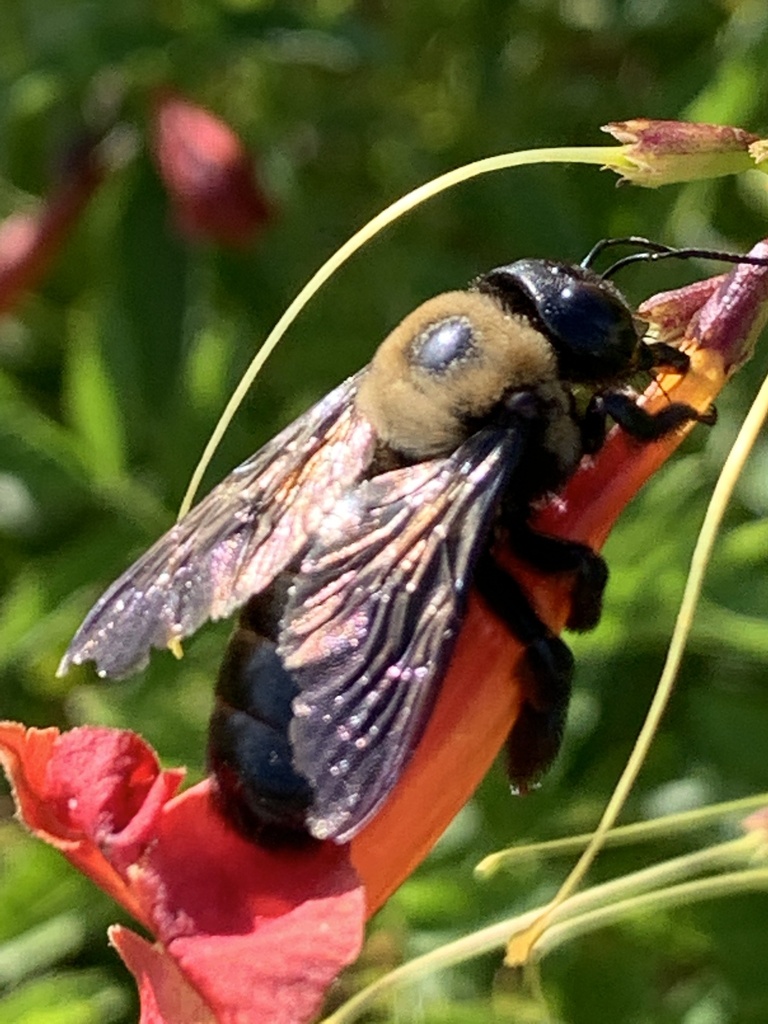 Eastern Carpenter Bee from N Bayou Dr, Houston, TX, US on October 15 ...