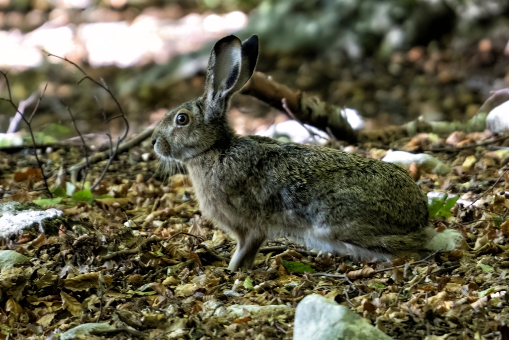 Brown Hare from 86071 Pizzone IS, Italia on October 02, 2022 at 09:37 ...