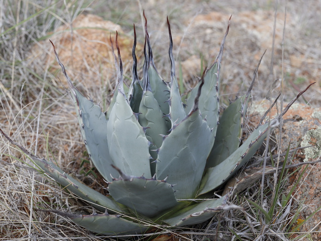 Cream Spike Agave from Cadereyta, Qro., México on August 14, 2022 at 09 ...