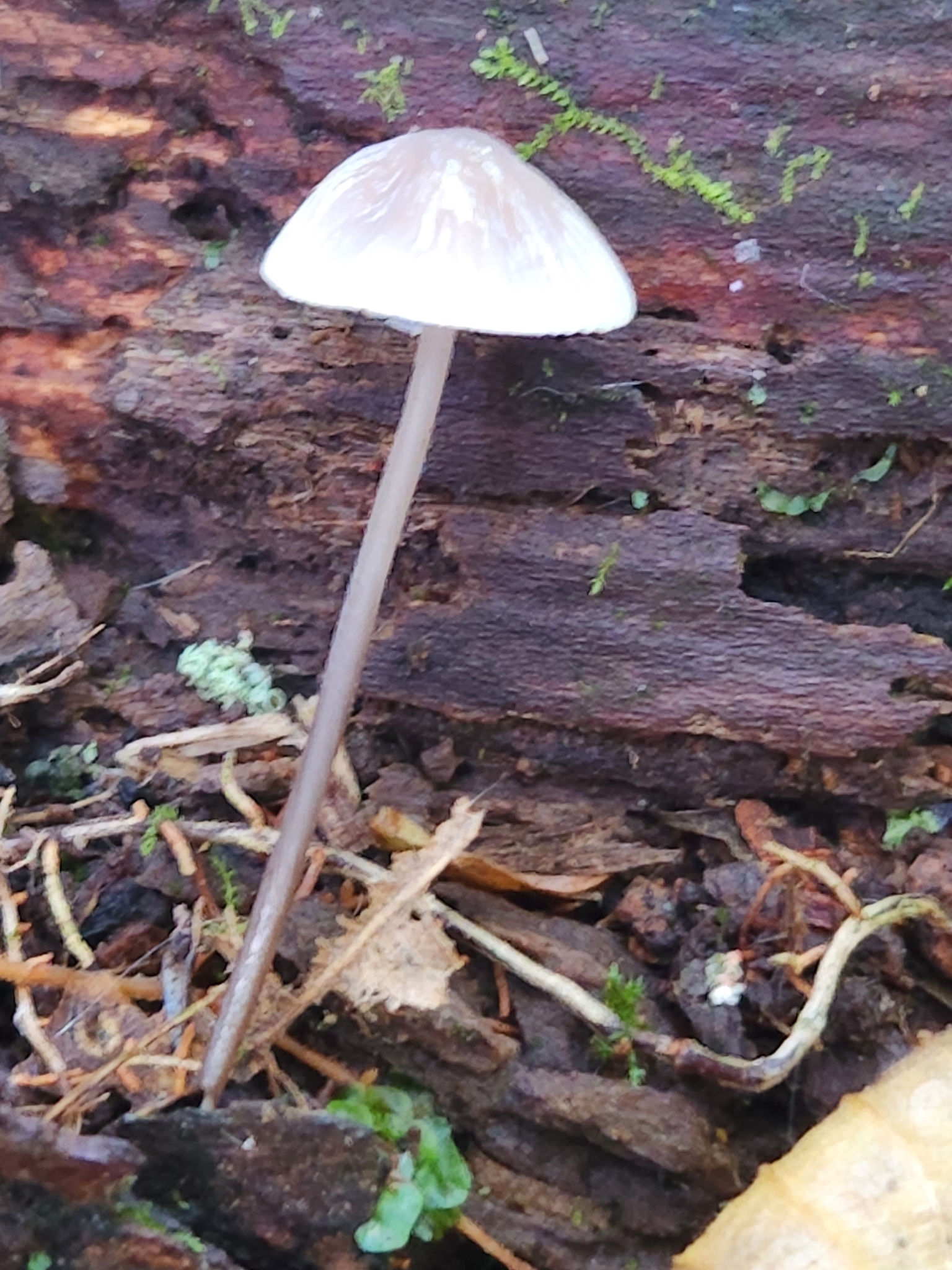 Mycena filopes (Bull.) P.Kumm.