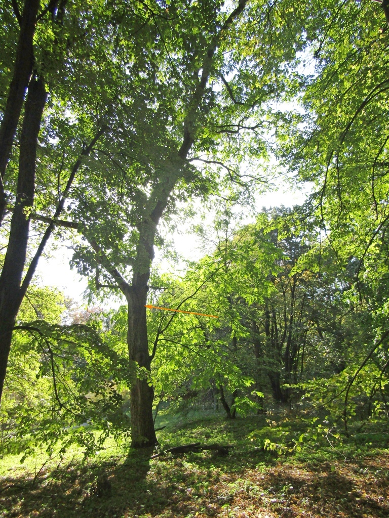 Ma walnut (Juglans hopeiensis) - Botanical Realm