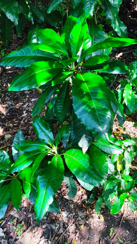 Bird Catcher Tree in October 2022 by speakforthetrees · iNaturalist