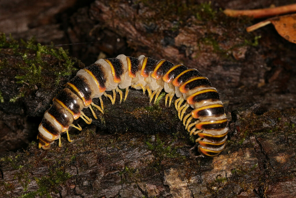 Black-and-gold Flat Millipede from Ringwood Ponds Natural Area ...