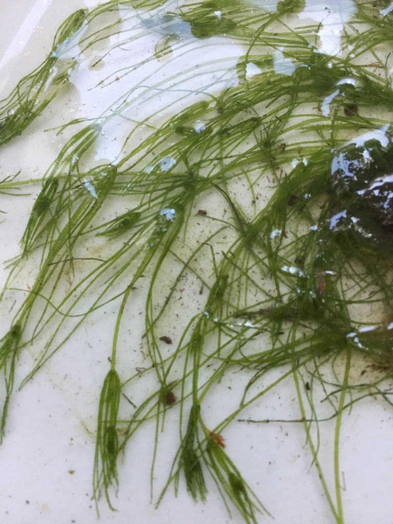 strawberry stonewort (Chara fragifera) - Botanical Realm