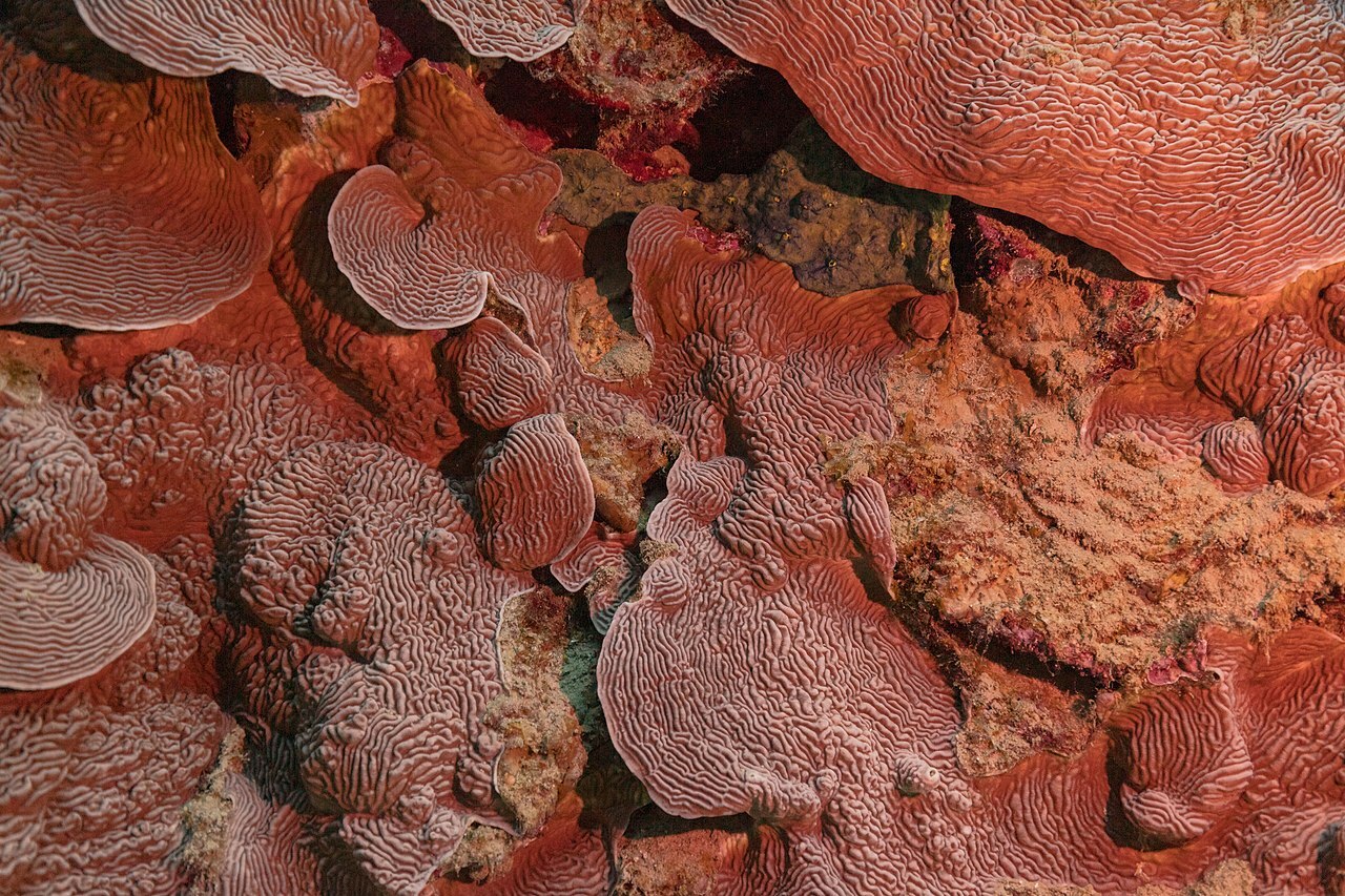 Pachyseris speciosa (Dana, 1846)