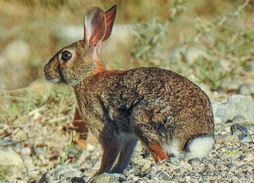 Desert Cottontail from San Fernando, MX-TM, MX on August 19, 2022 at 06 ...