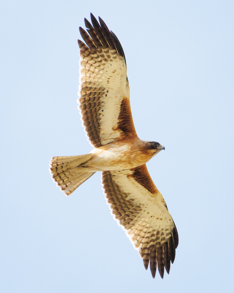 Little Eagle (The Birds of Toowoomba Region) · iNaturalist