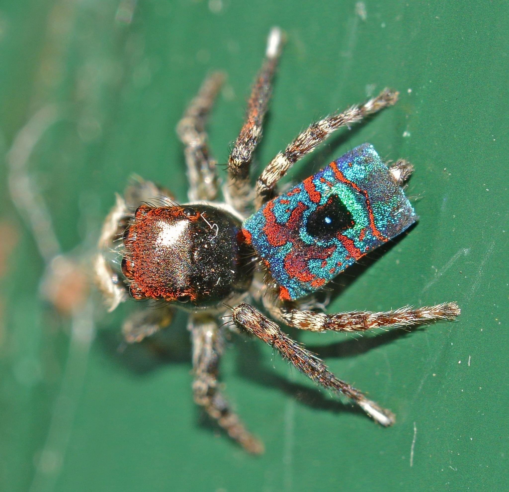 Maratus mungaich Waldock, 1995