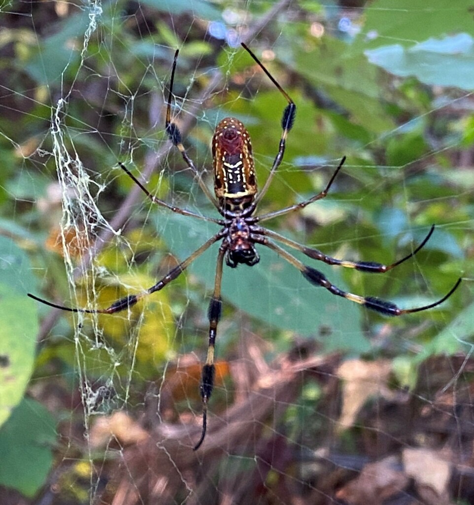 Golden Silk Spider from Chilatchee Creek Campground, Wilcox County, AL ...