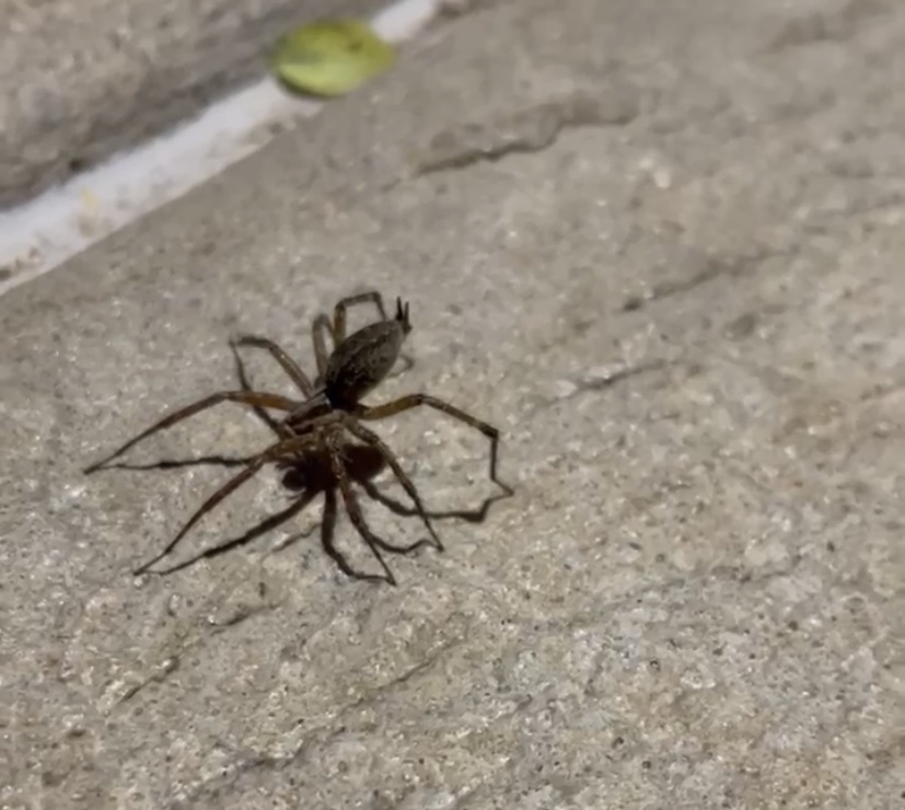 Grass Spiders from Ward Rd, Parma, OH, US on October 15, 2022 at 07:16 ...