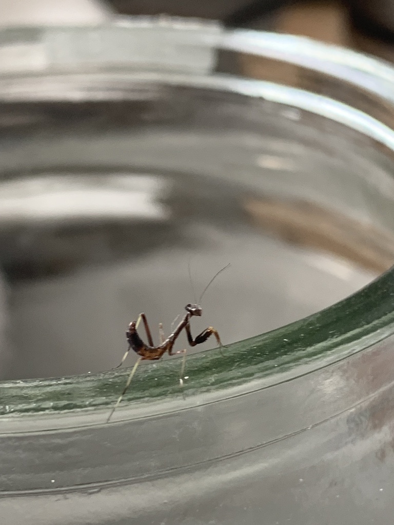 False Garden Mantis from Burns St, Maidstone, VIC, AU on October 16 ...