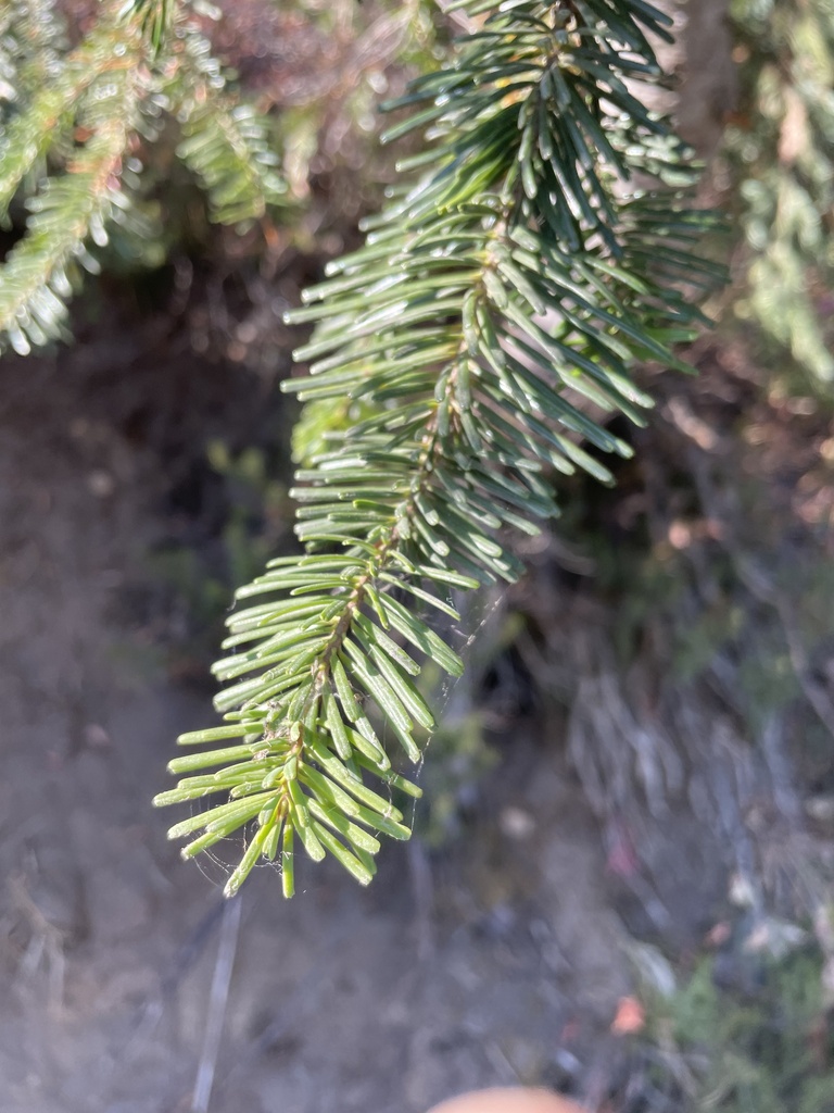 Pacific silver fir from Mount Rainier National Park, Ashford, WA, US on ...