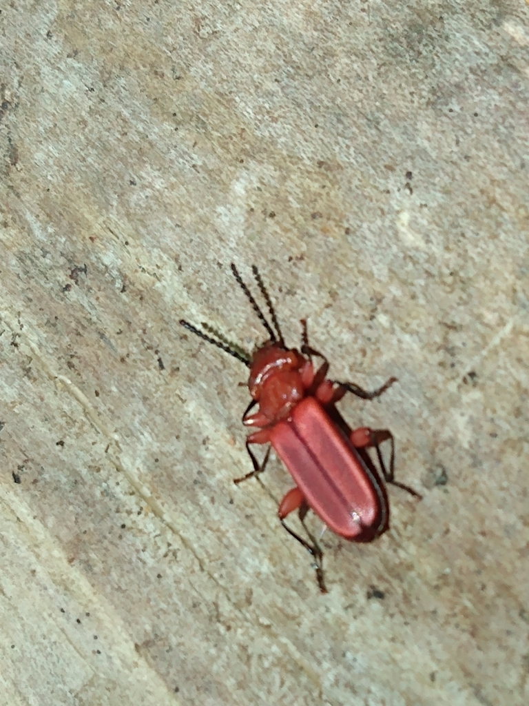 Red Flat Bark Beetle from 32736 State Route 278 on October 04, 2022 at ...