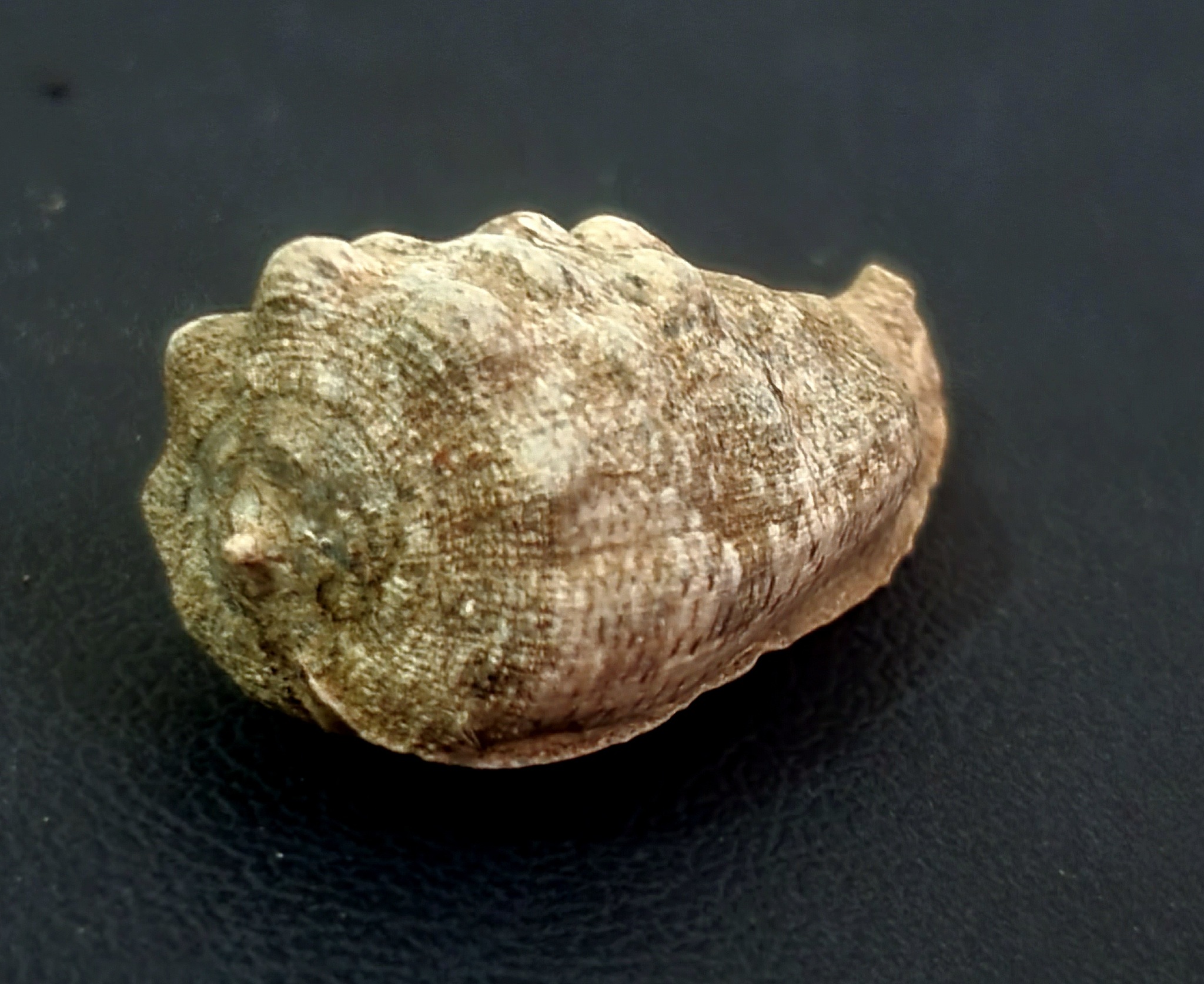 Morum tuberculosum (Reeve, 1842)
