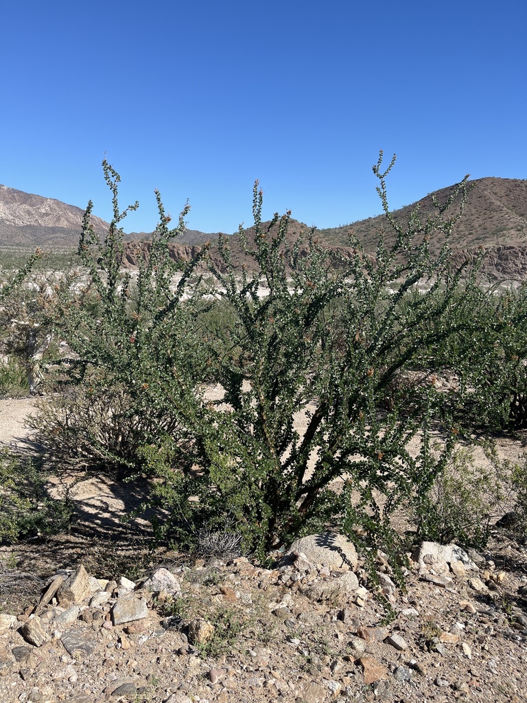 Adam's tree from Ensenada, MX-BN, MX on October 15, 2022 at 10:07 AM by ...