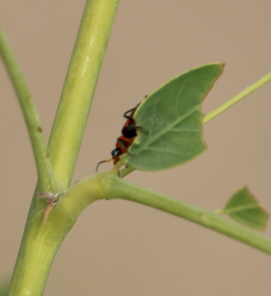 Soft-winged Flower Beetles from Lake Arrowhead State Park, Wichita ...