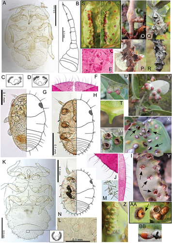 Pariaconus pyramidalis · iNaturalist