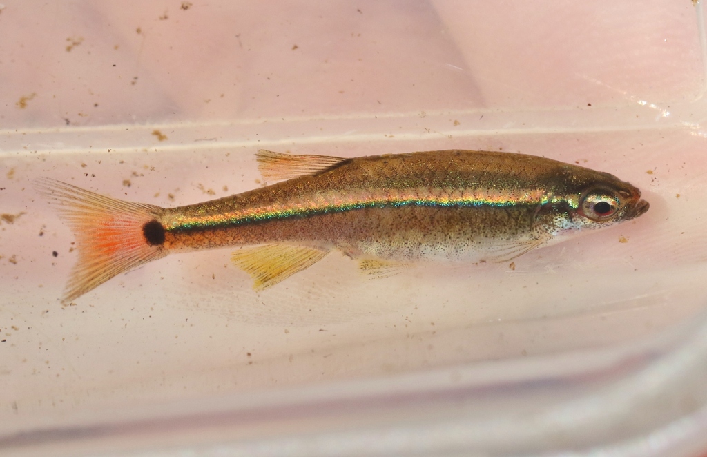 White Cloud Mountain Minnow from Hilo, HI 96720, USA on October 3, 2022 ...