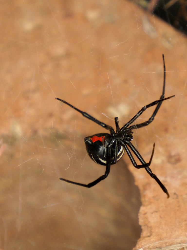 Widow Spiders in October 2022 by aprilsee · iNaturalist