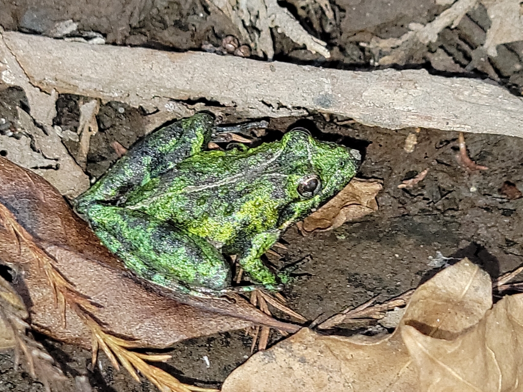Northern Cricket Frog in October 2022 by Wayne Fidler · iNaturalist