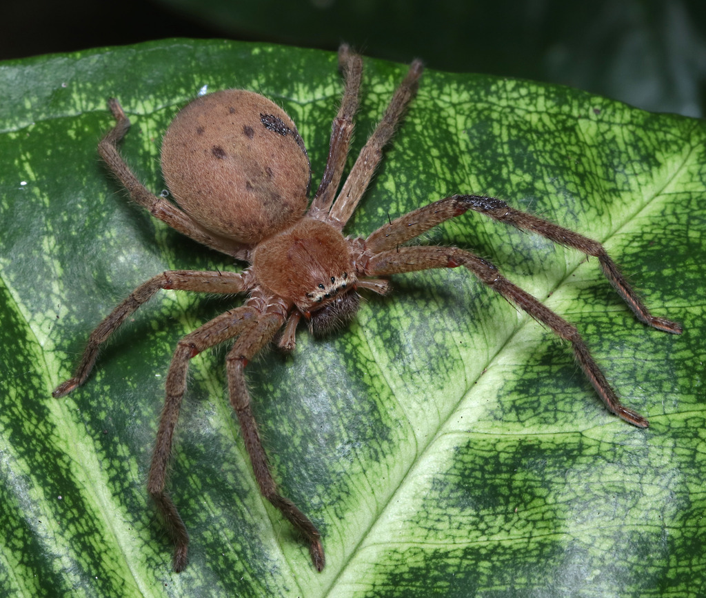 Tasmanian Football Spider in October 2022 by juliegraham173 · iNaturalist