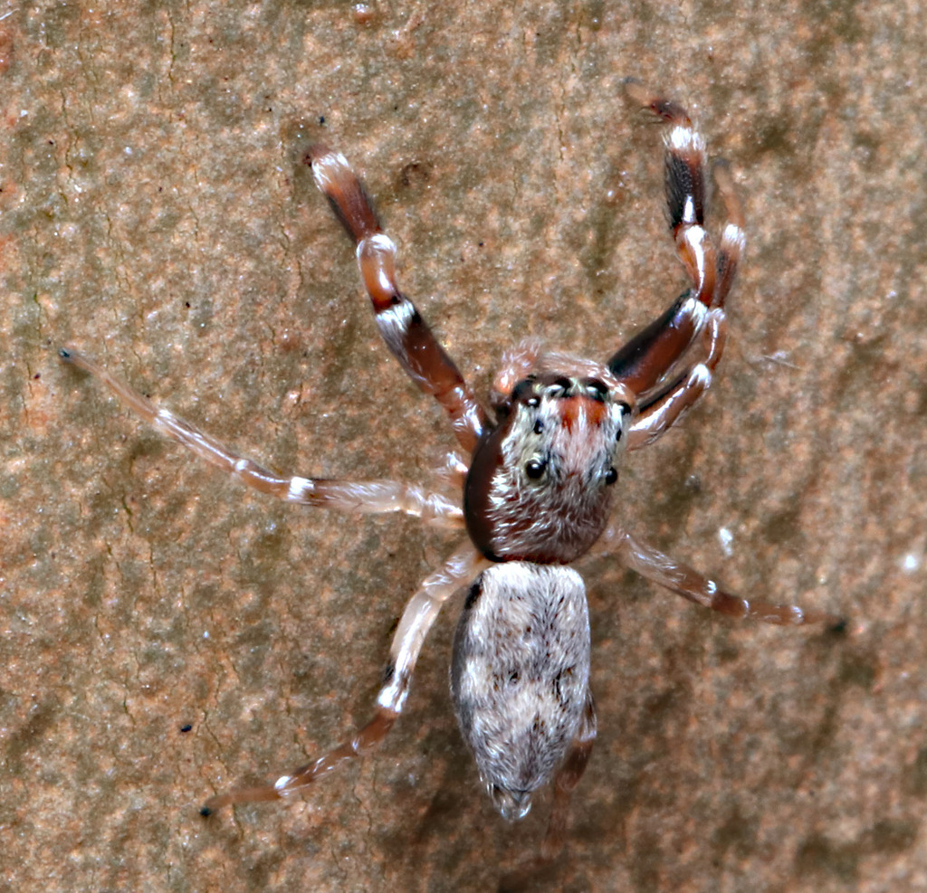 Flat-white Jumping Spider in October 2022 by juliegraham173 · iNaturalist