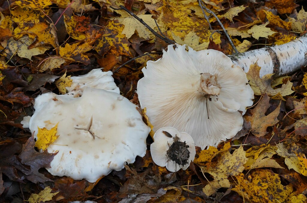 Clitocybe robusta from Beech Ridge Rd, Scarborough, ME, US on October ...