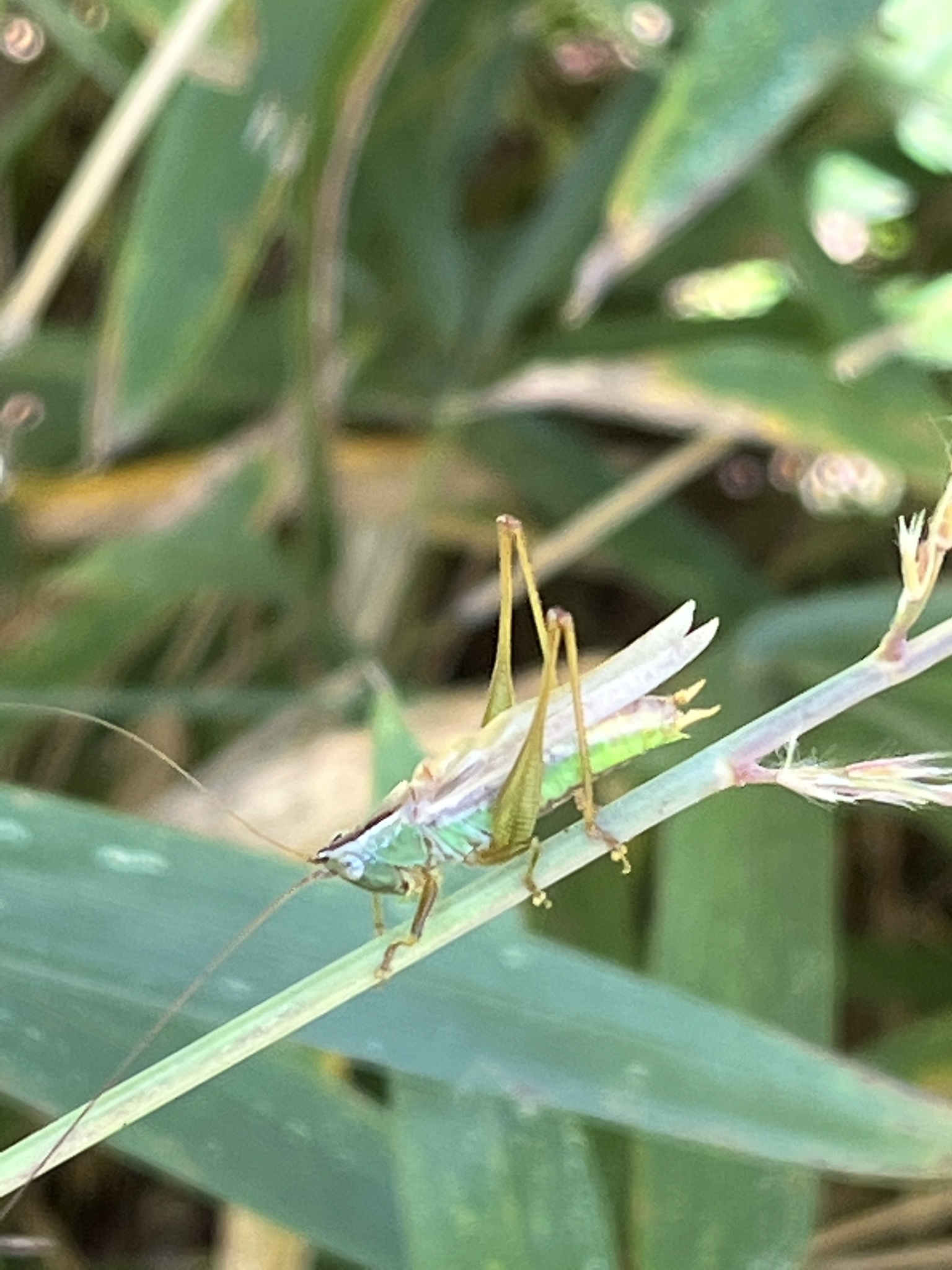 Conocephalus exemptus (Walker, 1869)