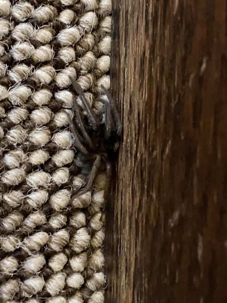 Spiders from Hammersmith and Fulham, England, United Kingdom on October ...