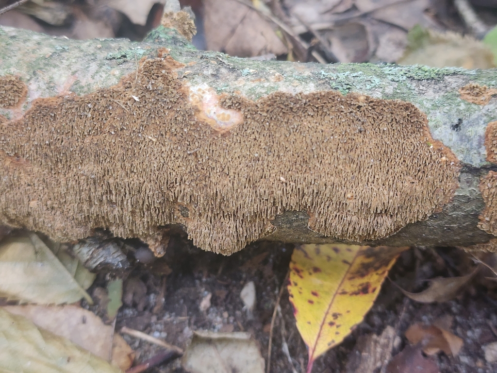 brown-toothed crust fungus from Jamestown Township, IN, USA on October ...