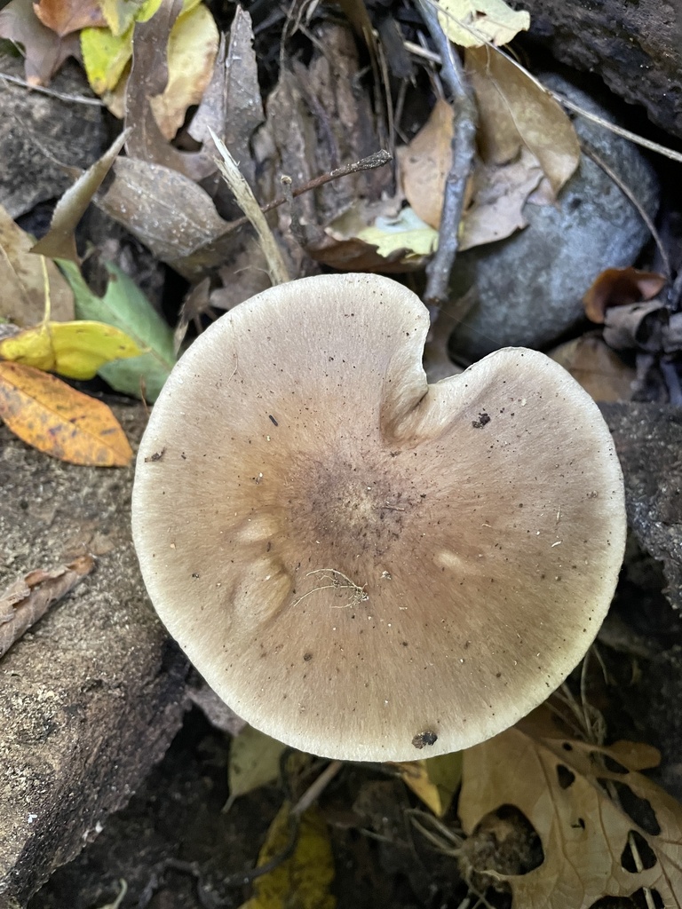 scaly shield from Pokagon State Park, Fremont, IN, US on October 15 ...