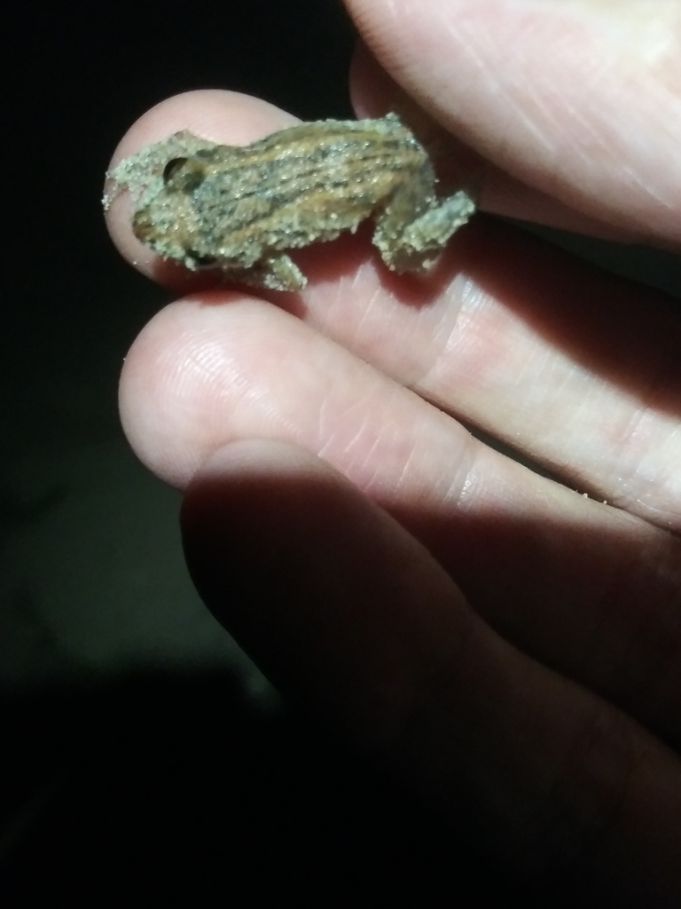 Greenhouse Frog from Lake Placid, FL 33852, USA on October 15, 2022 at ...