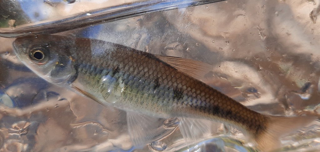 White Shiner in October 2022 by John Aufderheide · iNaturalist