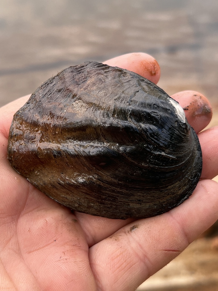 Three-ridge Mussel (Freshwater Mussels of the French Creek Watershed ...
