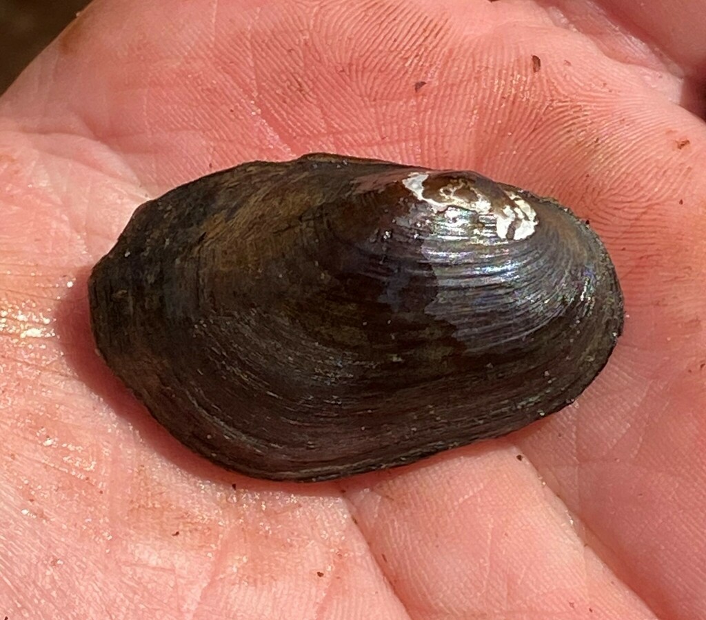 Little Spectaclecase from Burnt Corn Creek, Co. Rd. 94, Conecuh County ...