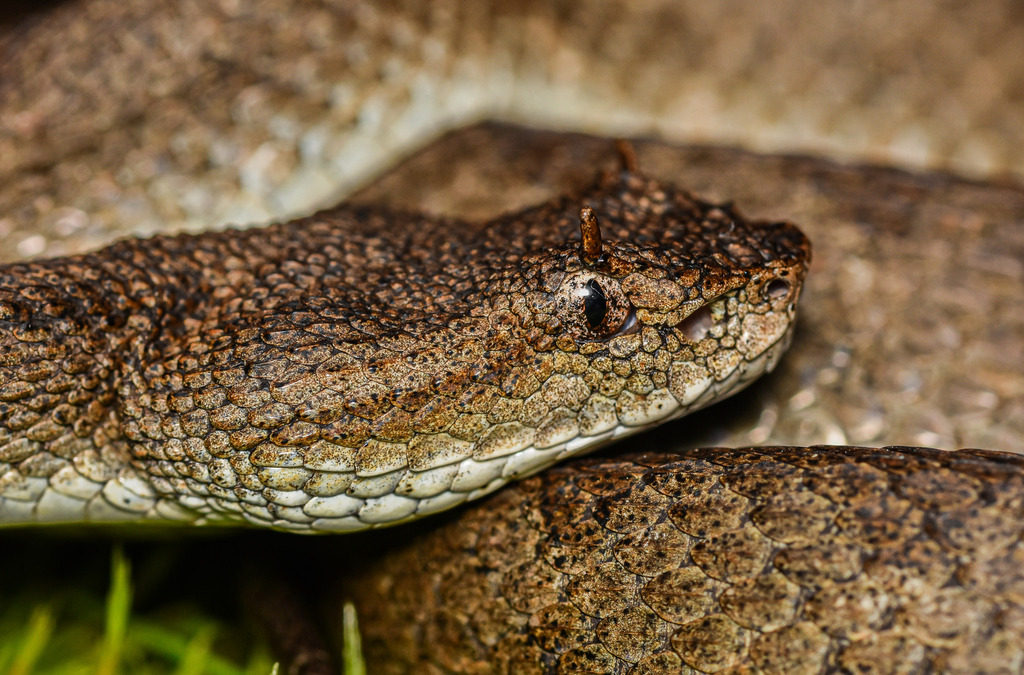 Mexican Horned Pit Viper from San Jerónimo Coatlán, Oax., México on ...